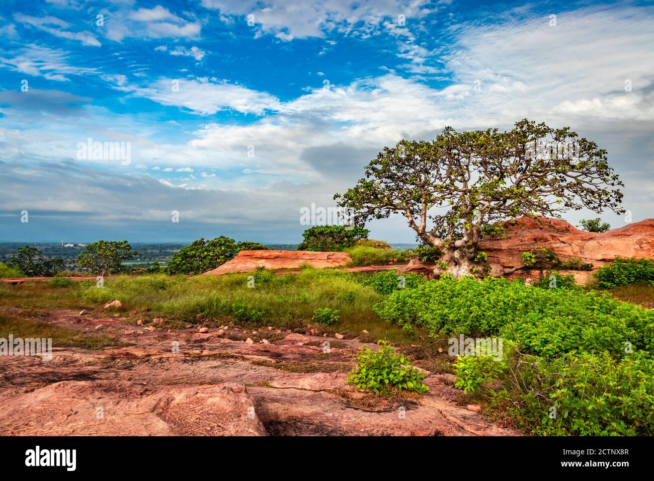isolated tree with amazing blue sky background from different angles ...