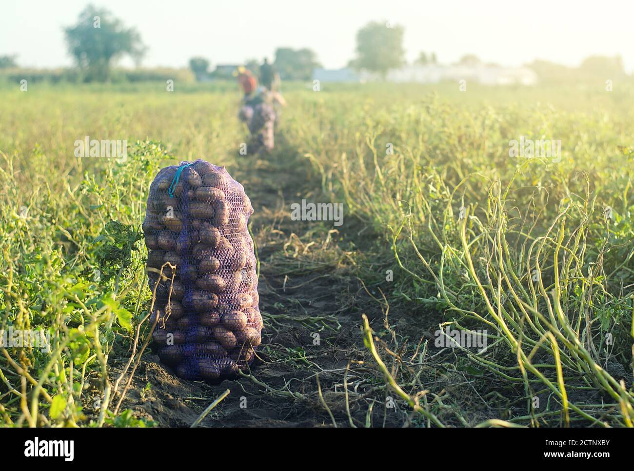Vegetable packaging hi-res stock photography and images - Alamy