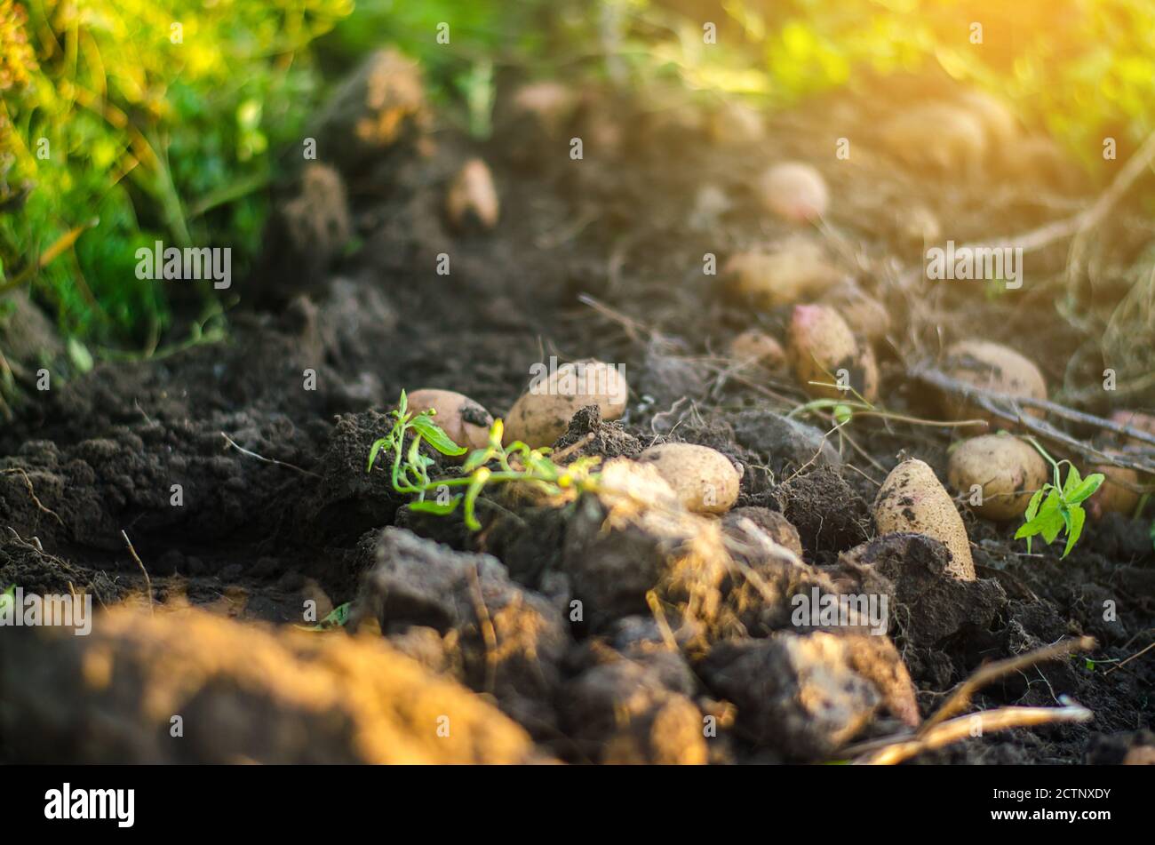 Beautiful young fresh raw potato dug on the ground. Harvesting, harvest ...