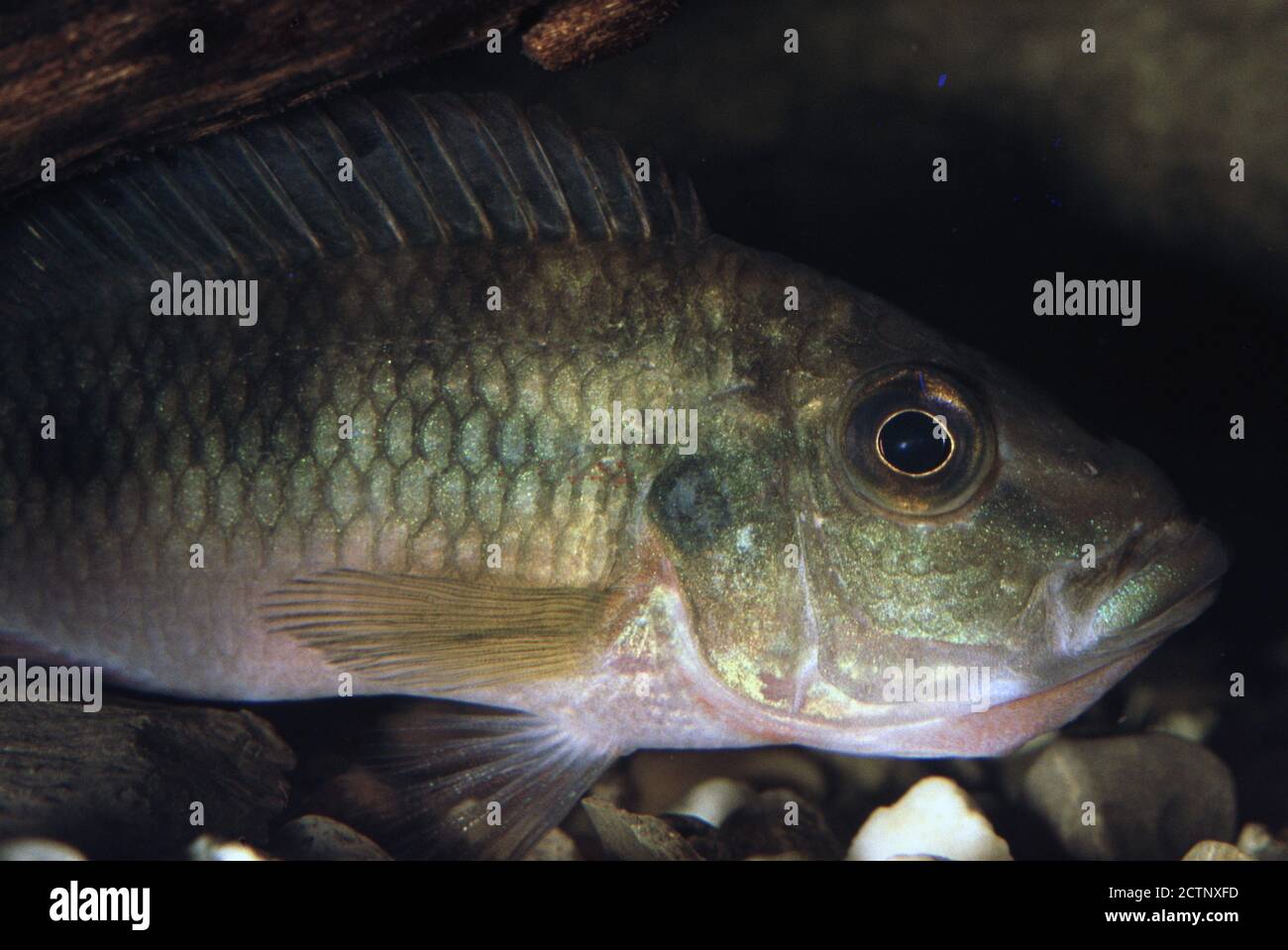 Mouthbrooder Southern