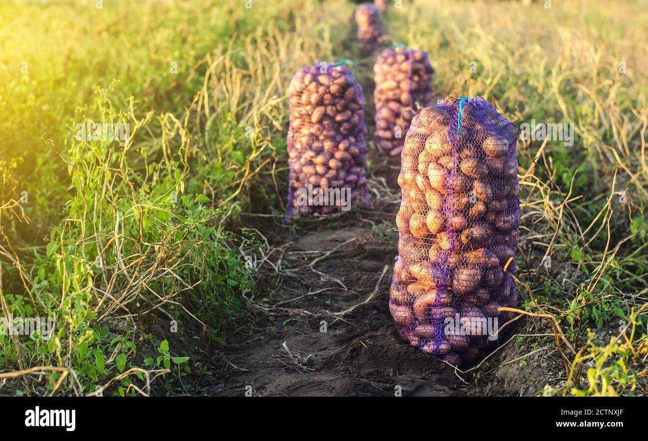 Mesh bags with potatoes on an agricultural field. Harvesting organic ...