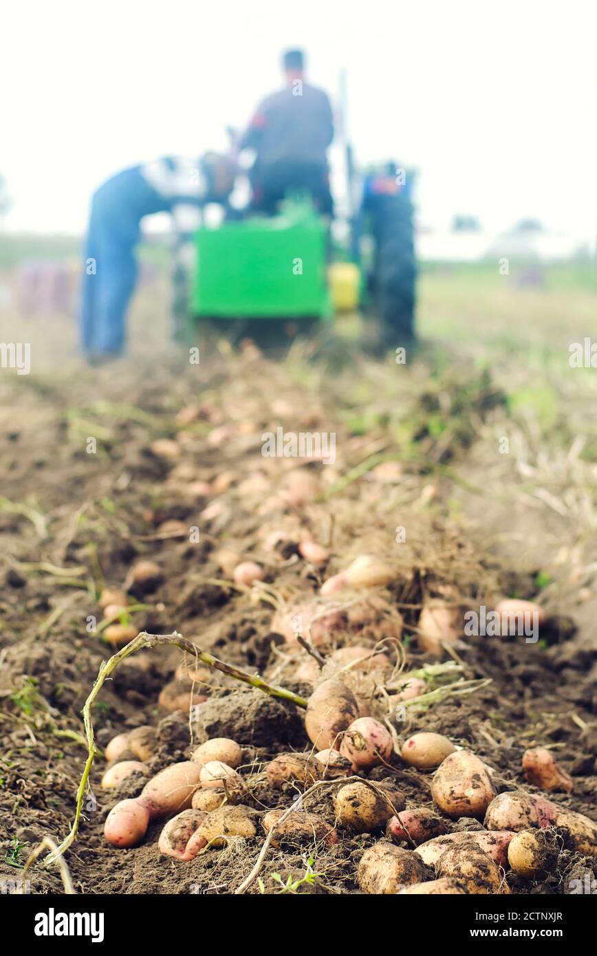 Dug out potatoes on the background of a digger tractor with farm ...