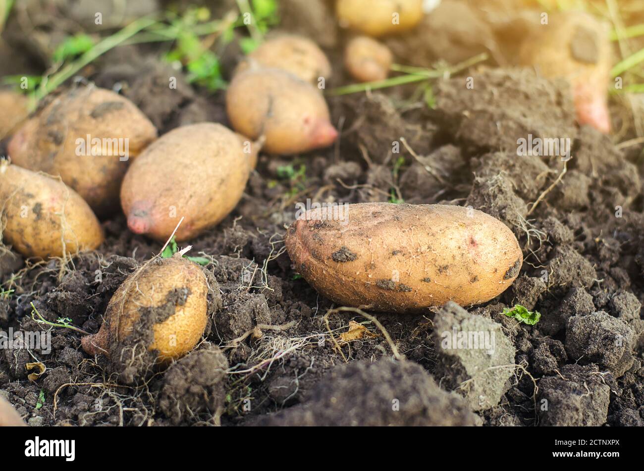 Freshly dug raw potatoes on the soil of a farm field. Harvesting ...