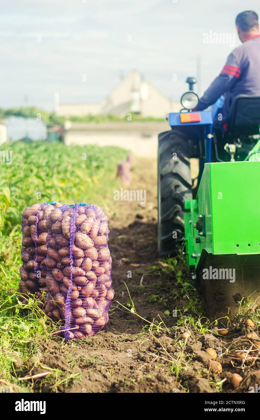 Farmer on a tractor digs out potatoes from soil. Extract root ...