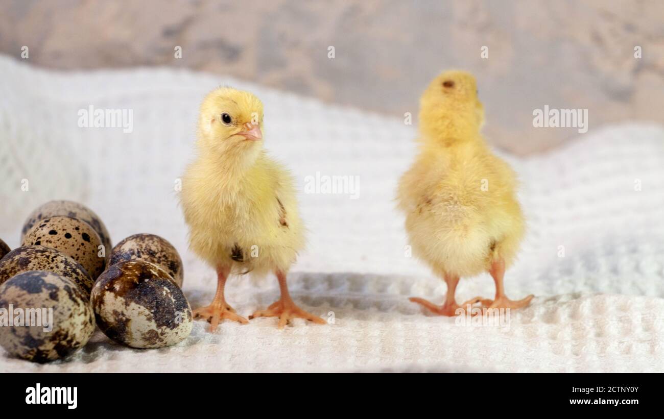 Newborn yellow chicken. Chick hatched from an egg. Chicks together with ...