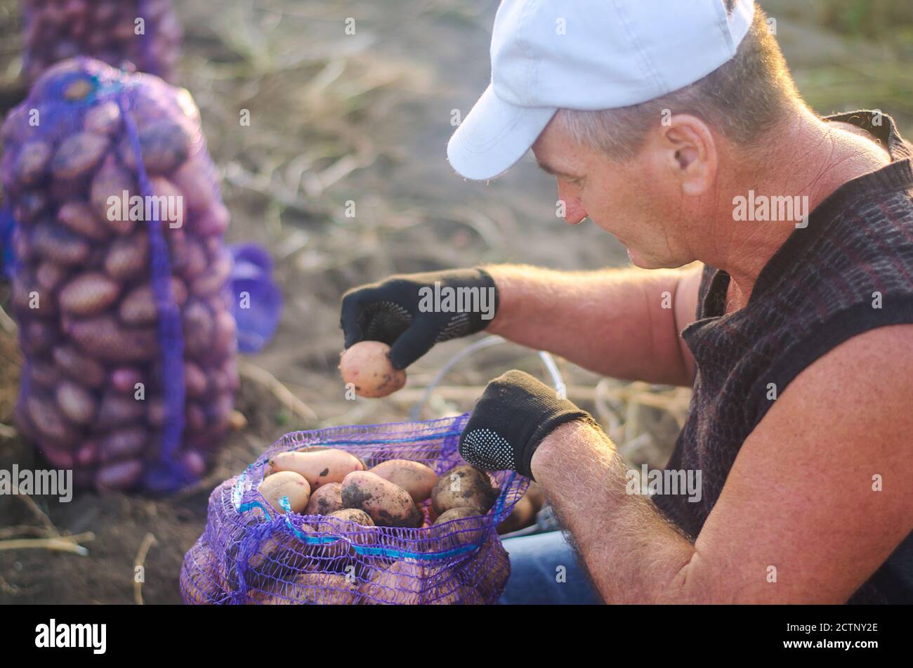 Sorting potatoes hi-res stock photography and images - Alamy