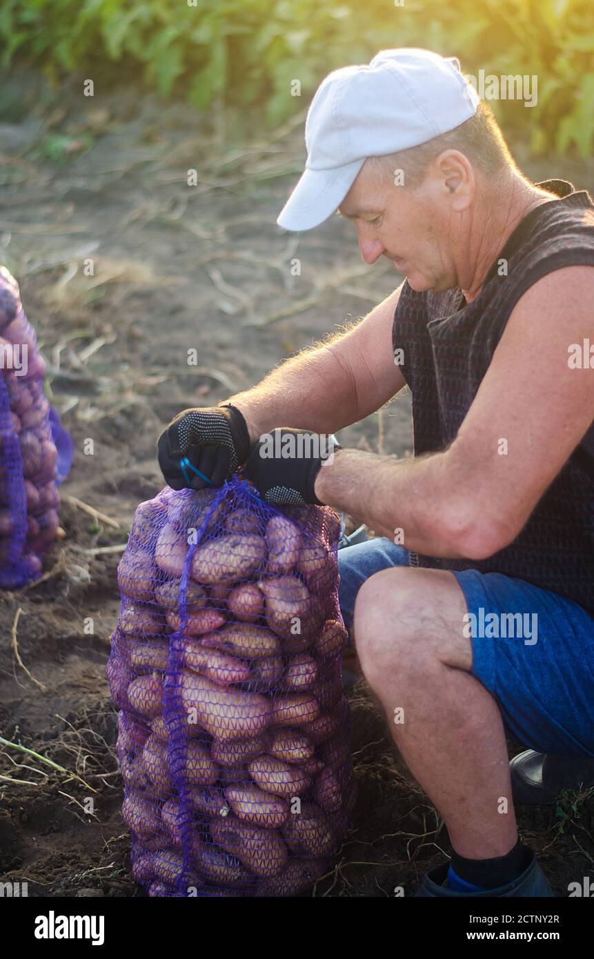 Growing potatoes bag hi-res stock photography and images - Alamy