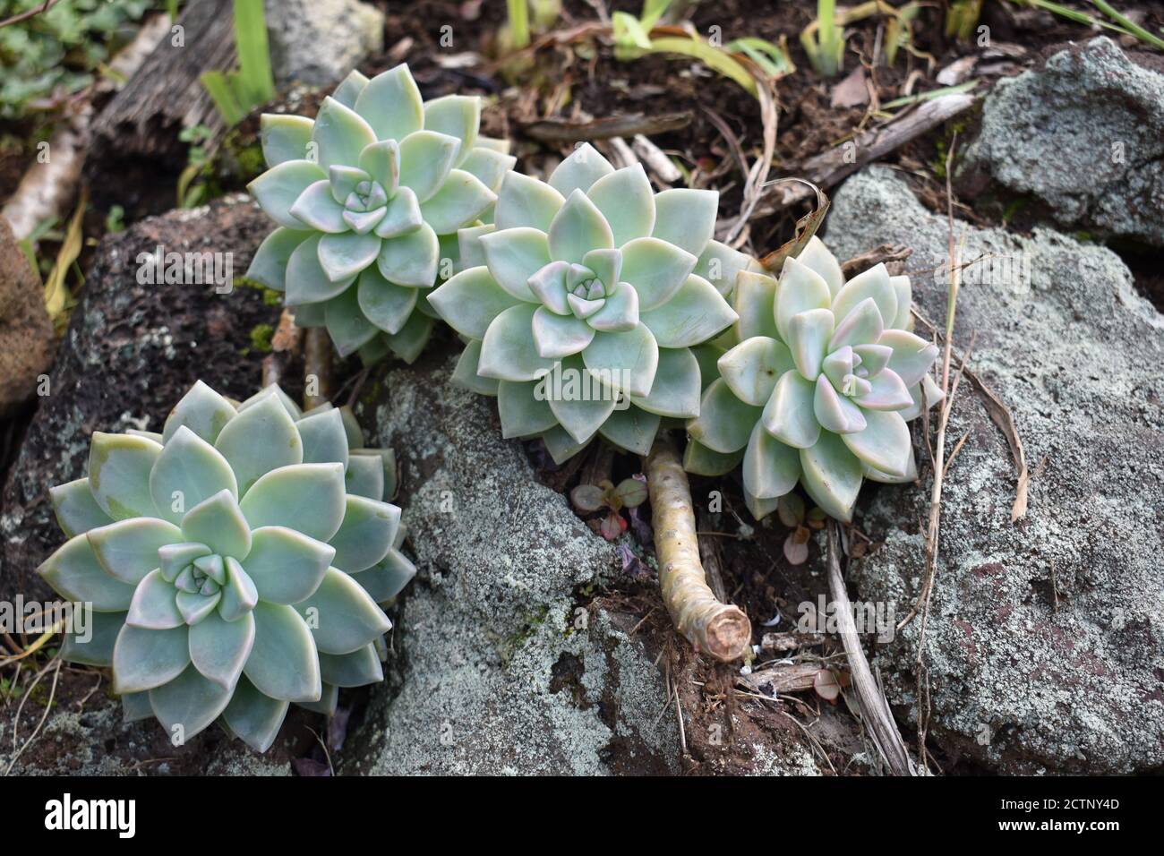 Closeup shot of succulent plants in the desert rock Stock Photo - Alamy