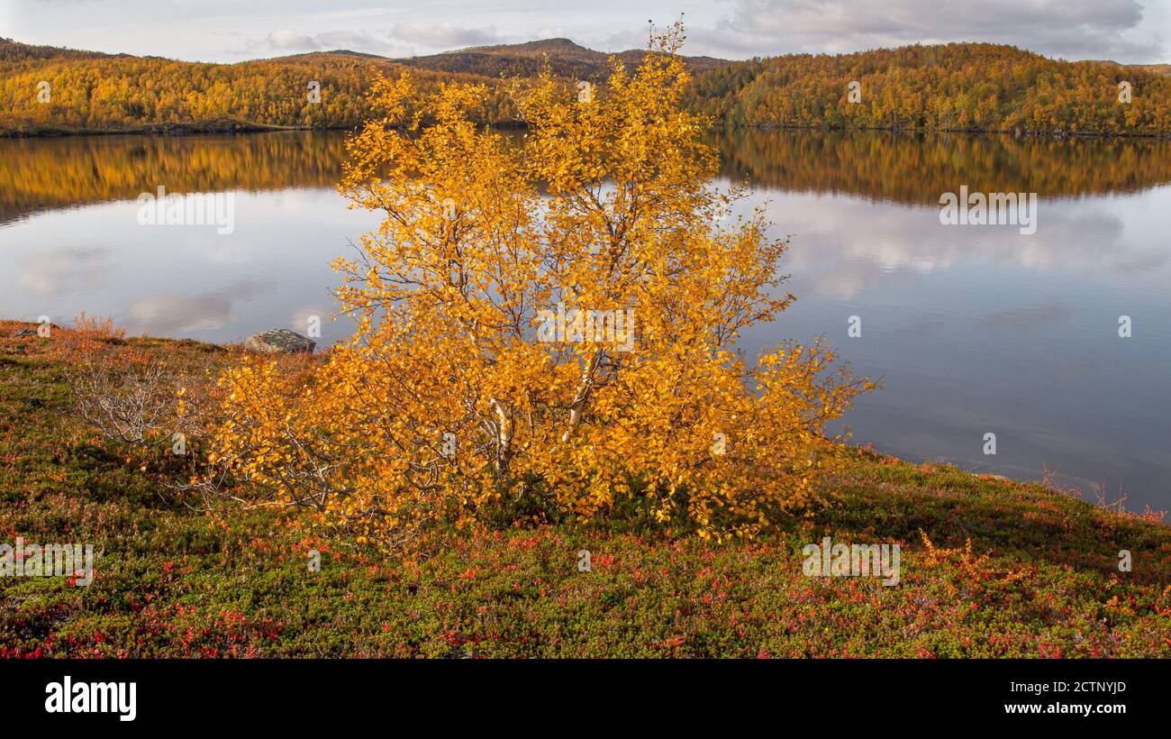 Tree in front of the lake Stock Photo - Alamy