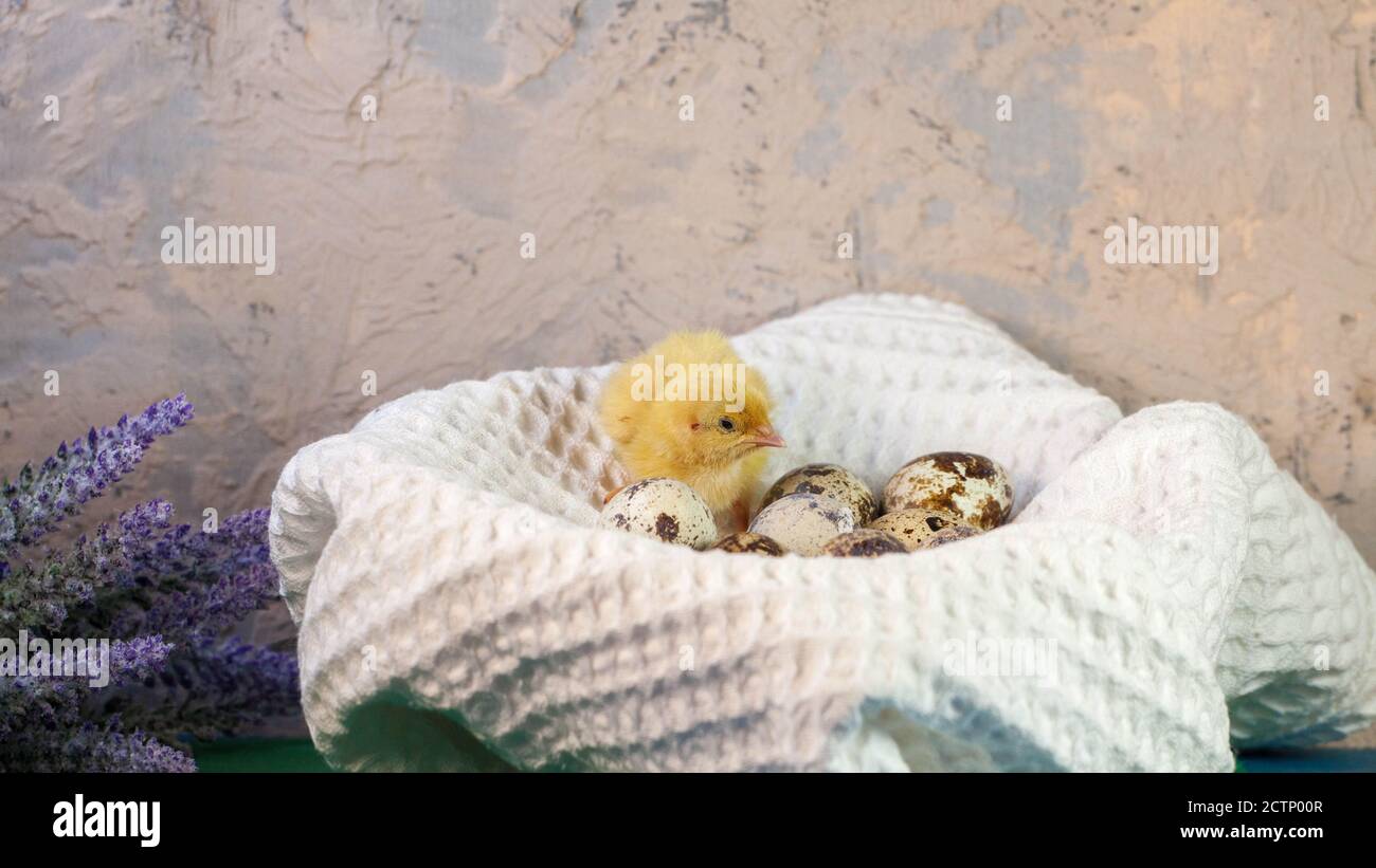 Newborn yellow chicken. Chick hatched from an egg. Chicks together with ...