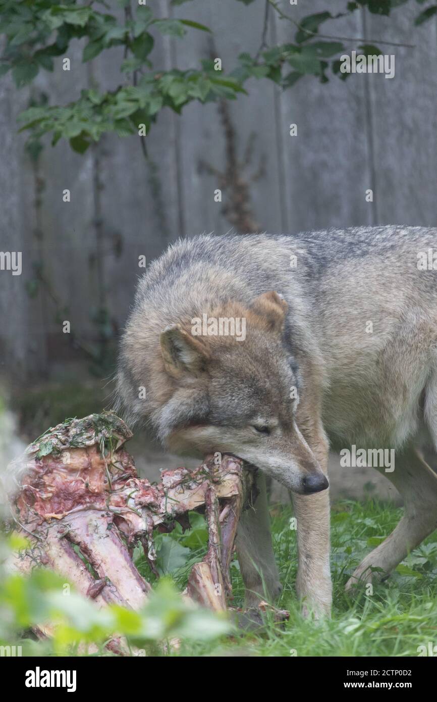 Vertical shot of a grey wolf eating meat and bones in the forest Stock ...