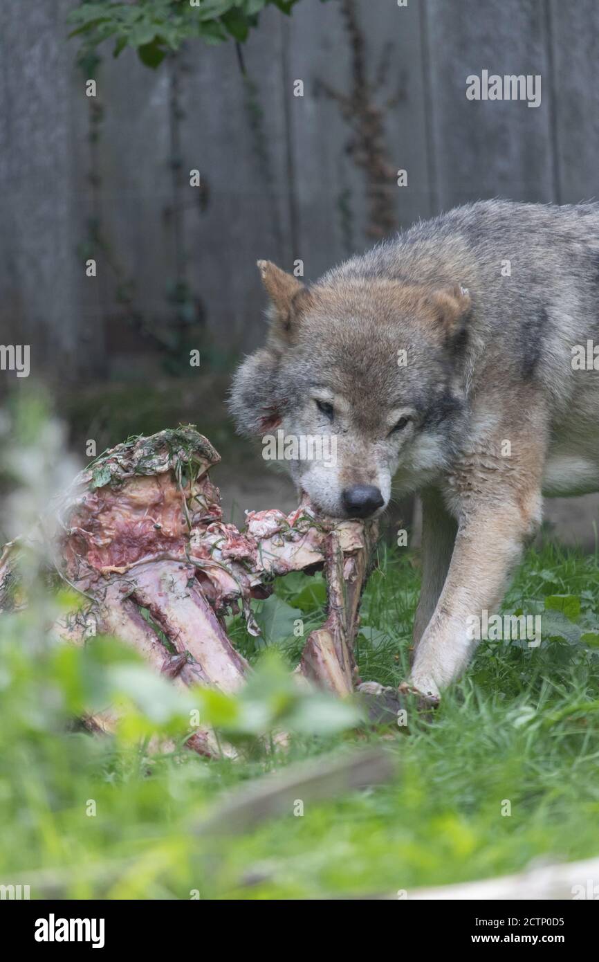Vertical shot of a grey wolf eating meat and bones in the forest Stock ...