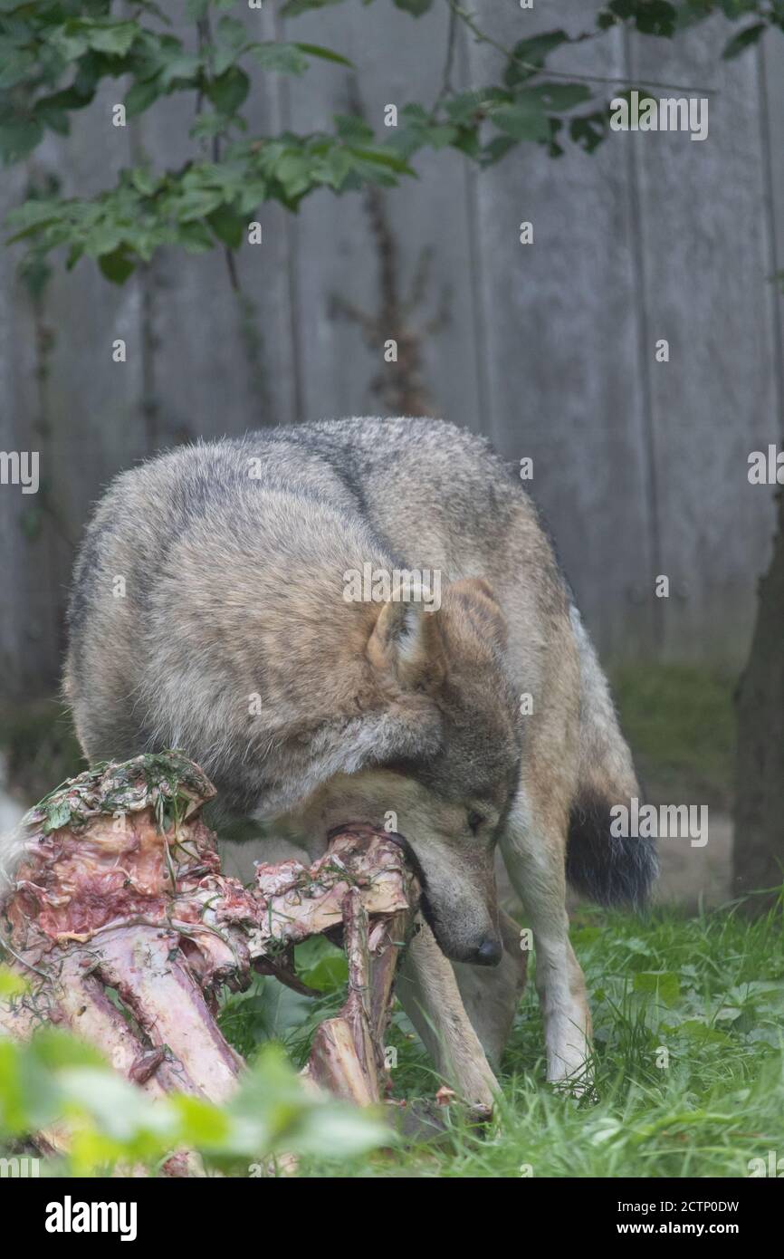 Vertical shot of a grey wolf eating meat and bones in the forest Stock ...