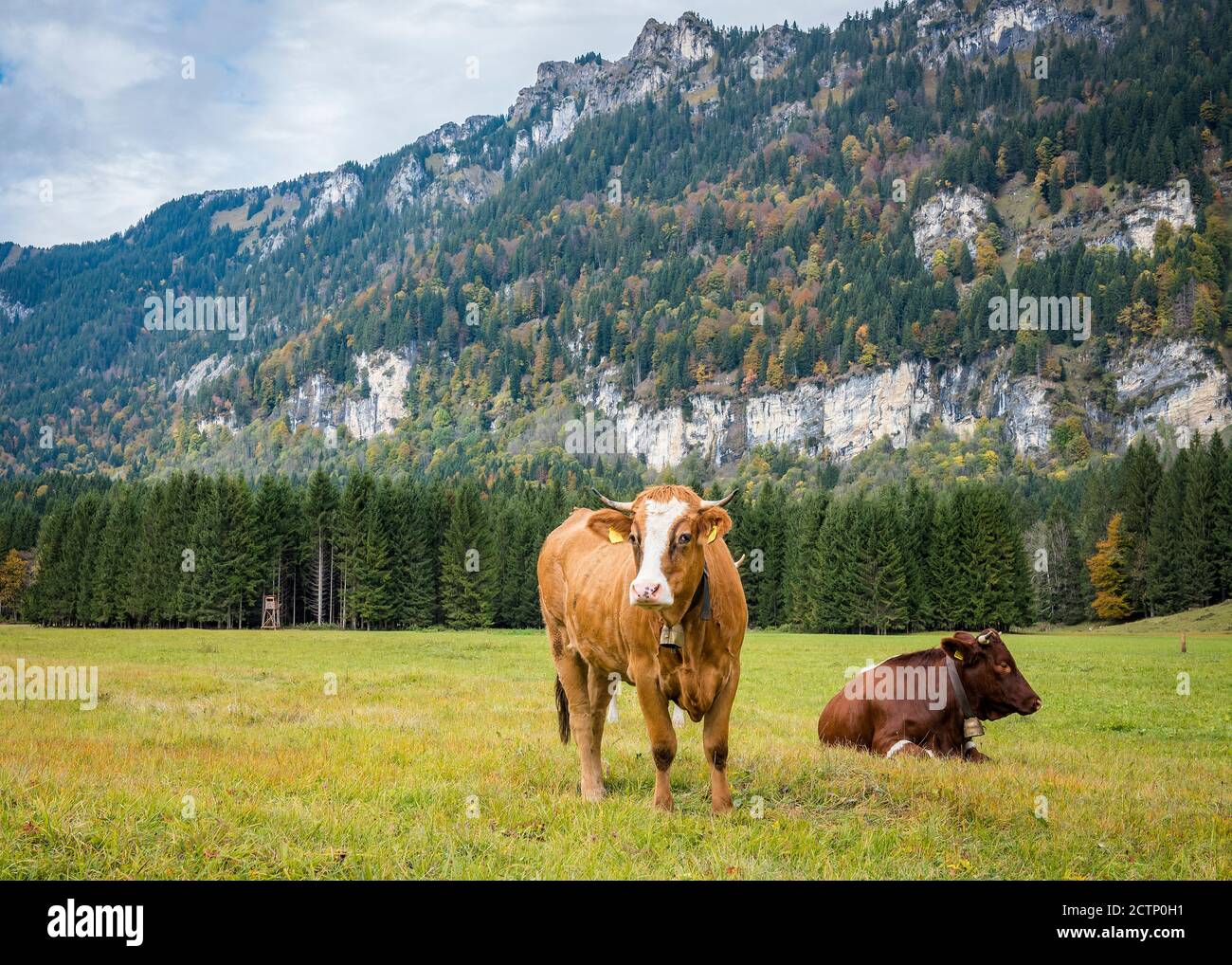 Cow and bull of famous Bavarian breed on Alps meadows Stock Photo - Alamy
