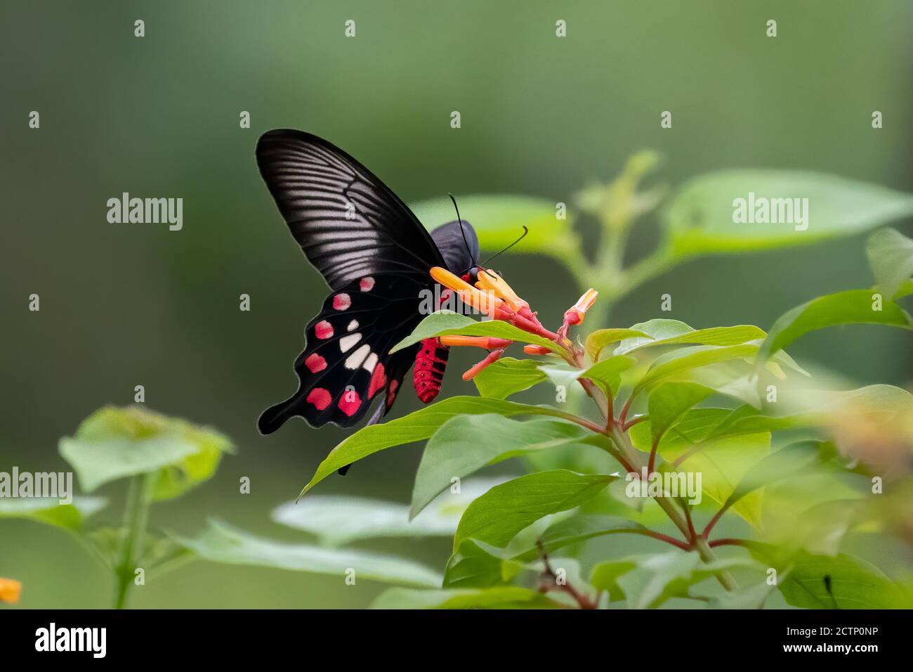Close-up shot of a Common Rose (Pachliopta aristolochiae) butterfly ...