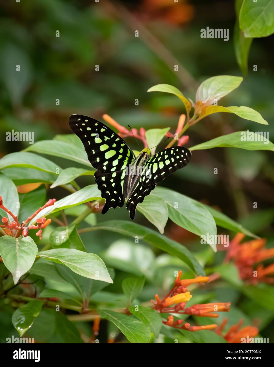 Graphium agamemnon papilionidae butterfly hi-res stock photography and ...