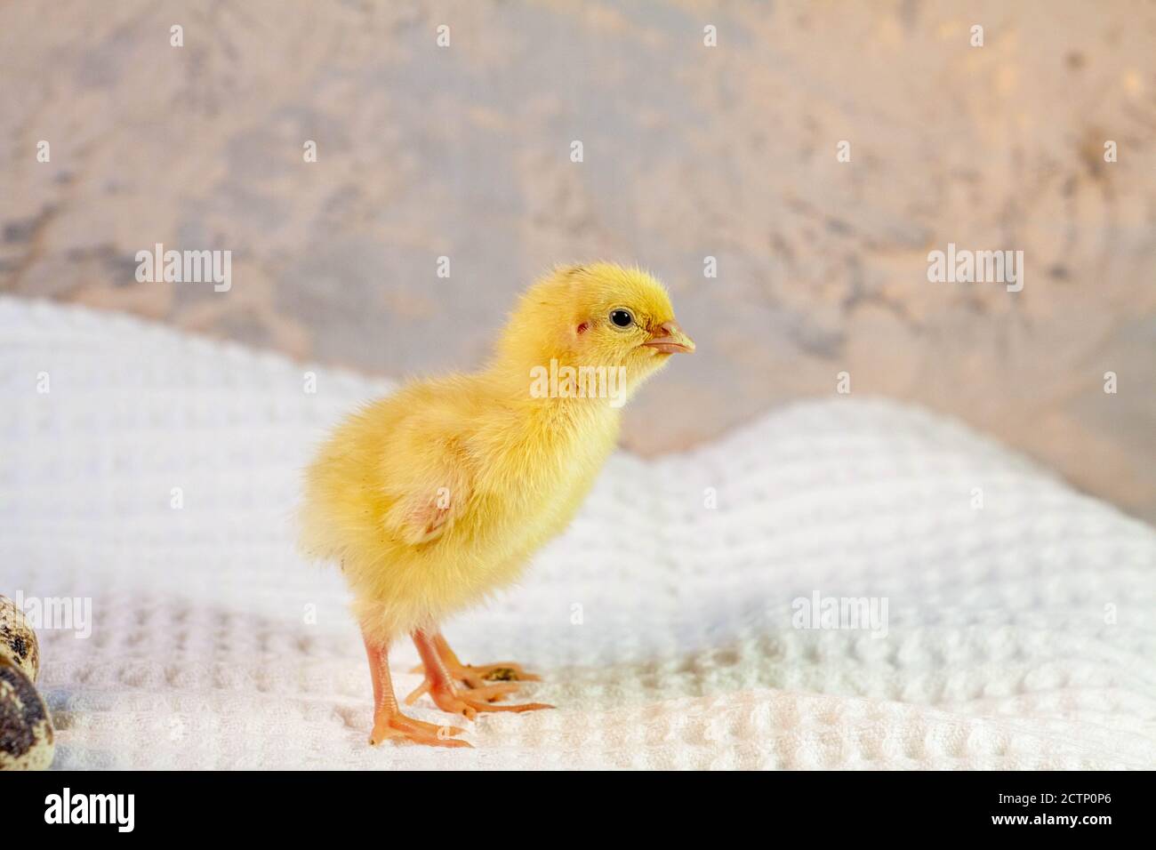 Newborn yellow chicken. Chick hatched from an egg. Chicks together with ...