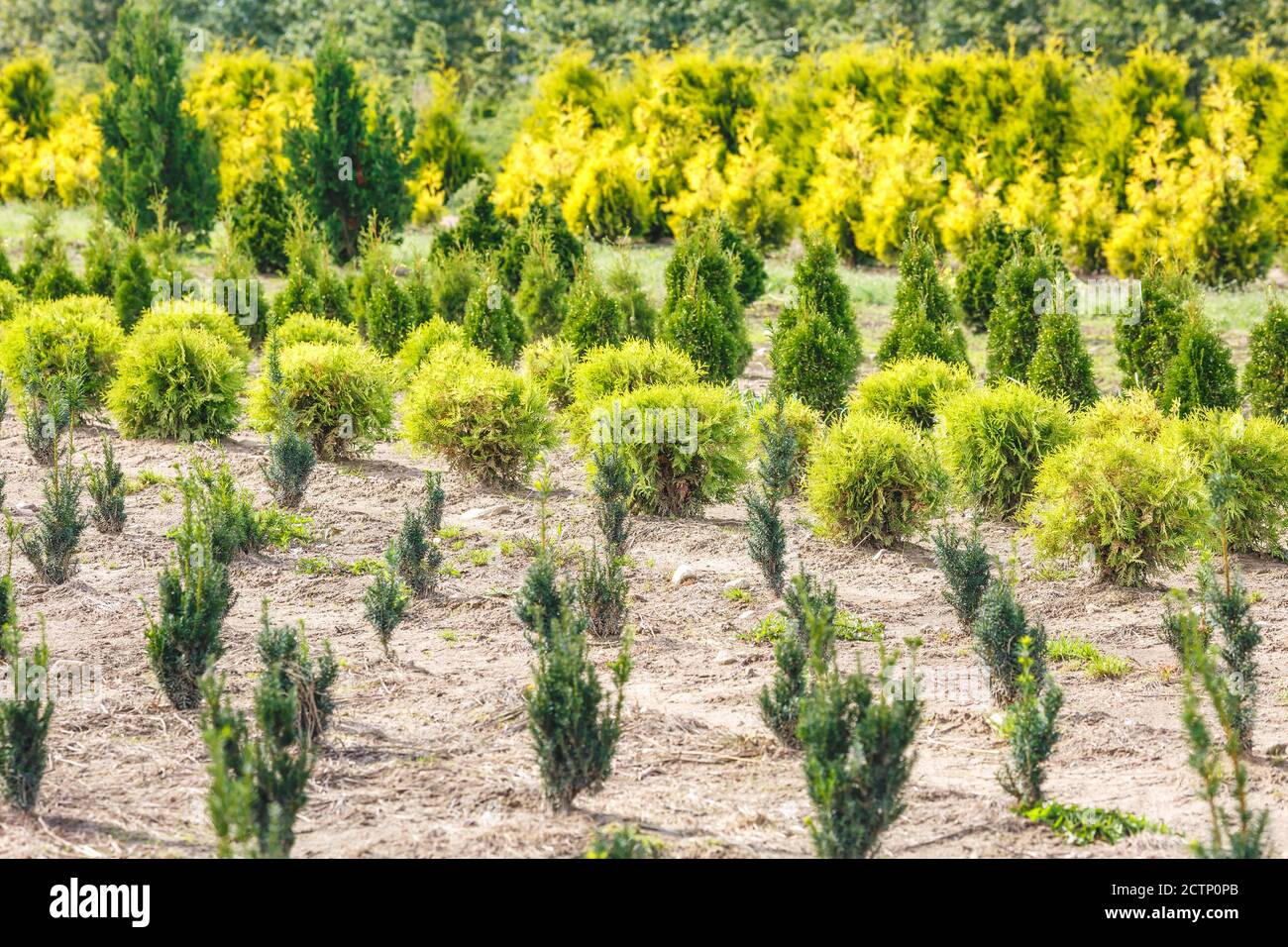 rows of young conifers in greenhouse with a lot of plants on plantation ...