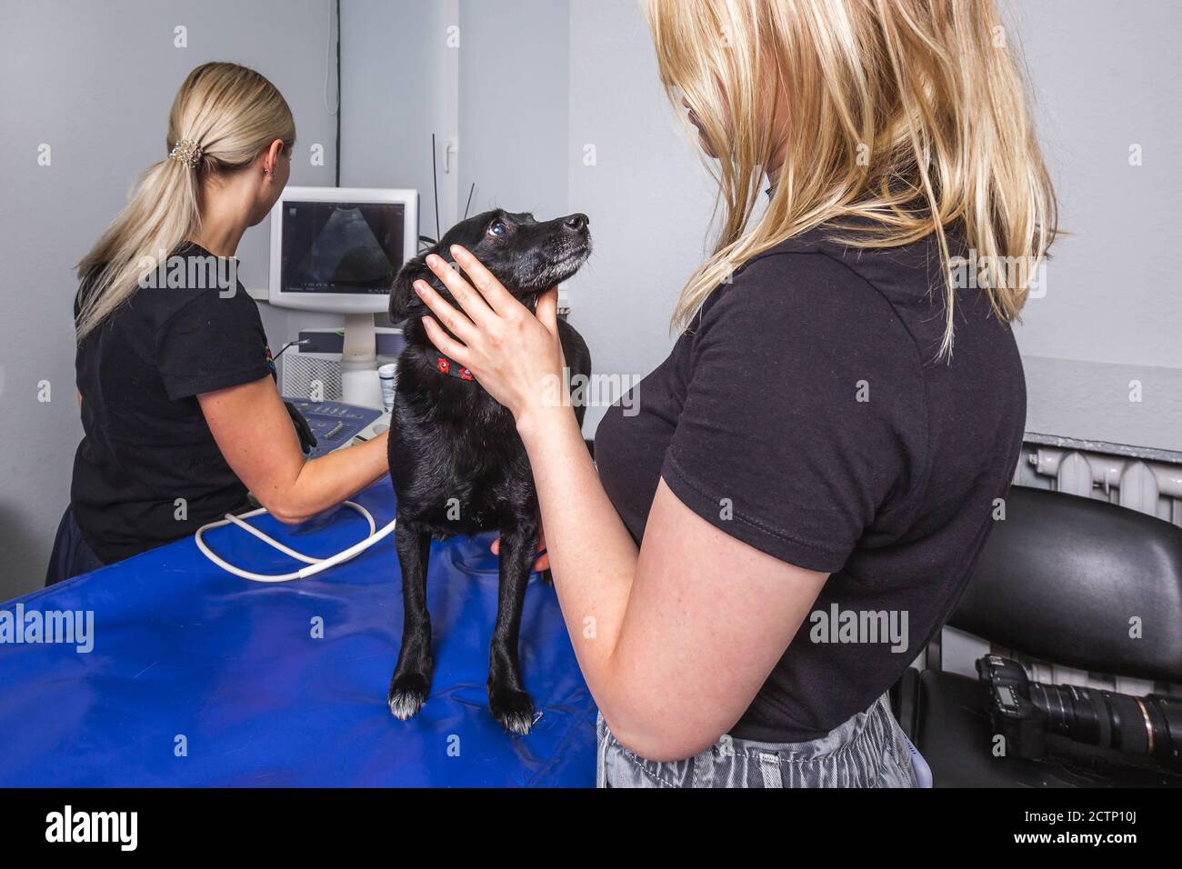 Veterinarian use ultrasound machine on a dog at the modern clinic in ...