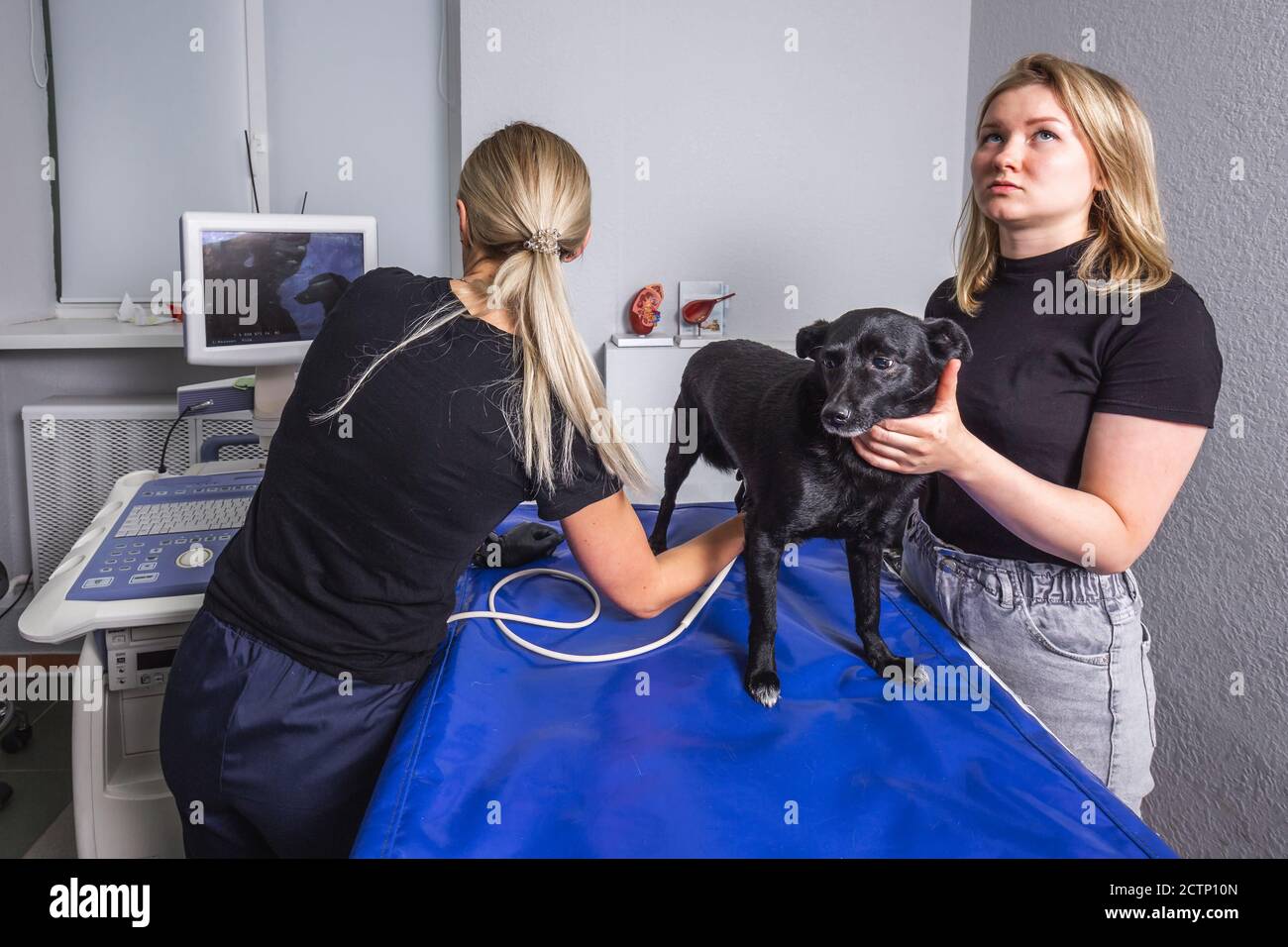 Veterinarian use ultrasound machine on a dog at the modern clinic in ...