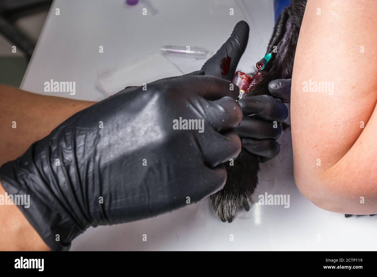 Veterinarian takes blood sample from a dog at the modern clinic in ...