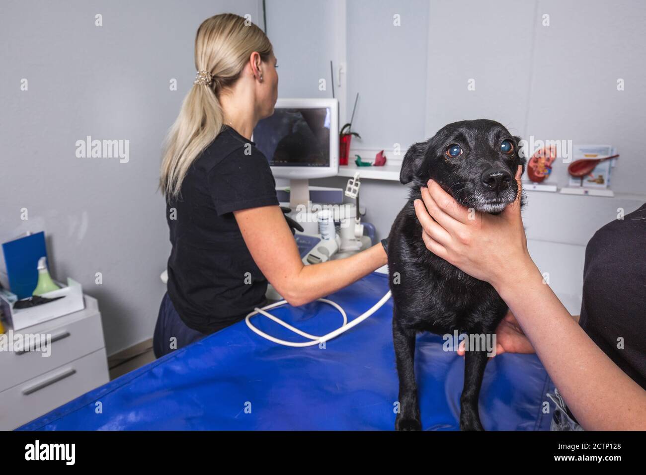 Veterinarian use ultrasound machine on a dog at the modern clinic in ...