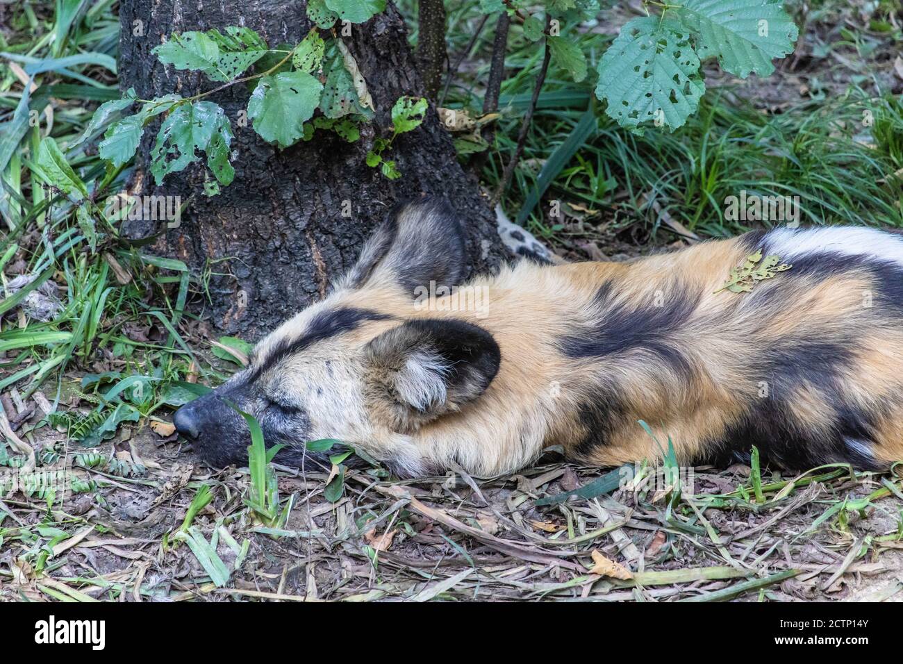 View of sleeping hyena on the ground Stock Photo - Alamy