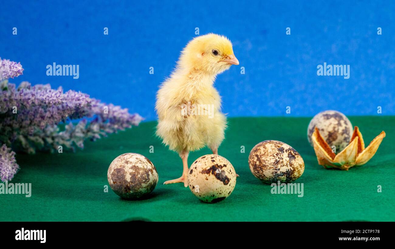 Newborn yellow chicken. Chick hatched from an egg. Chicks together with ...