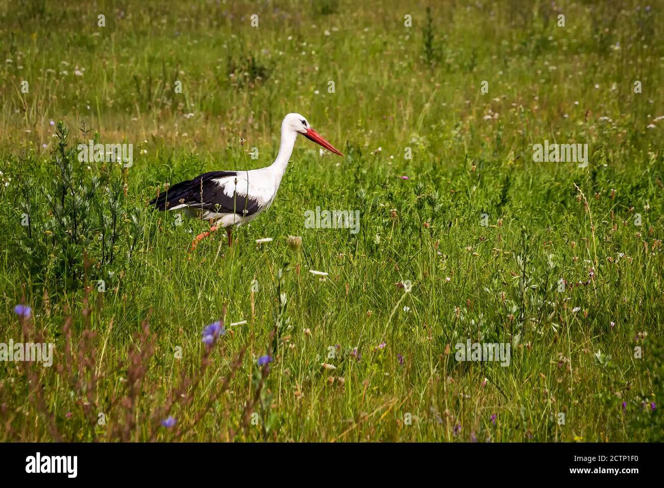 Belarus. Adult European White Stork Standing In Green Summer Grass ...