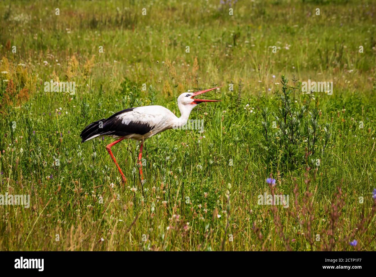 Belarus. Adult European White Stork Standing In Green Summer Grass ...