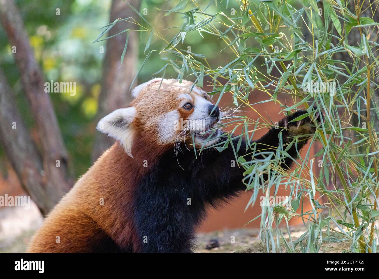 View of a red little panda eating bamboo Stock Photo - Alamy