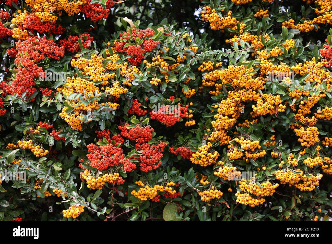 Pyracantha branches with bright orange ripe berries Stock Photo - Alamy