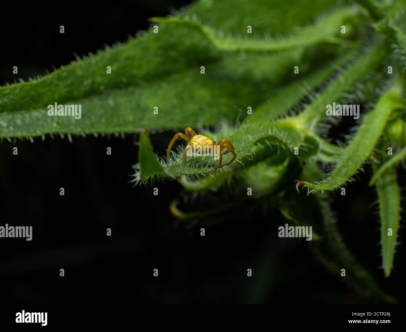 Spider picture hi-res stock photography and images - Alamy