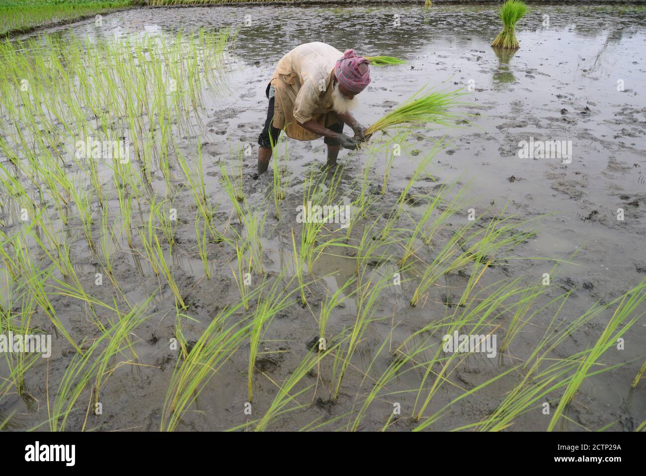 Pabby hi-res stock photography and images - Alamy