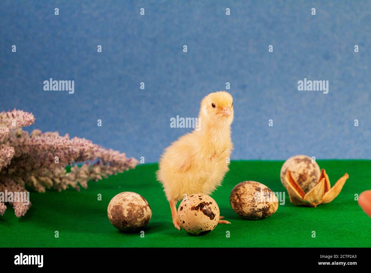 Newborn yellow chicken. Chick hatched from an egg. Chicks together with ...
