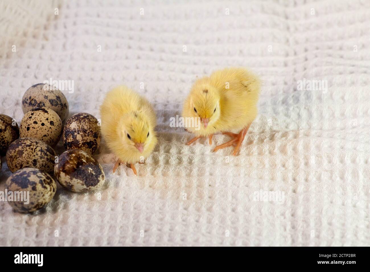 Newborn yellow chicken. Chick hatched from an egg. Chicks together with ...