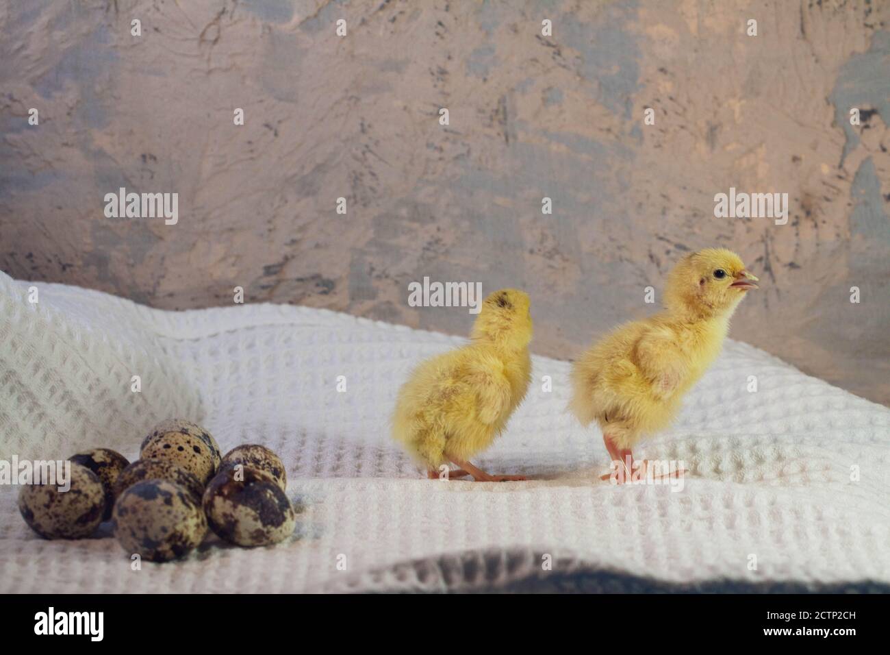 Newborn yellow chicken. Chick hatched from an egg. Chicks together with ...