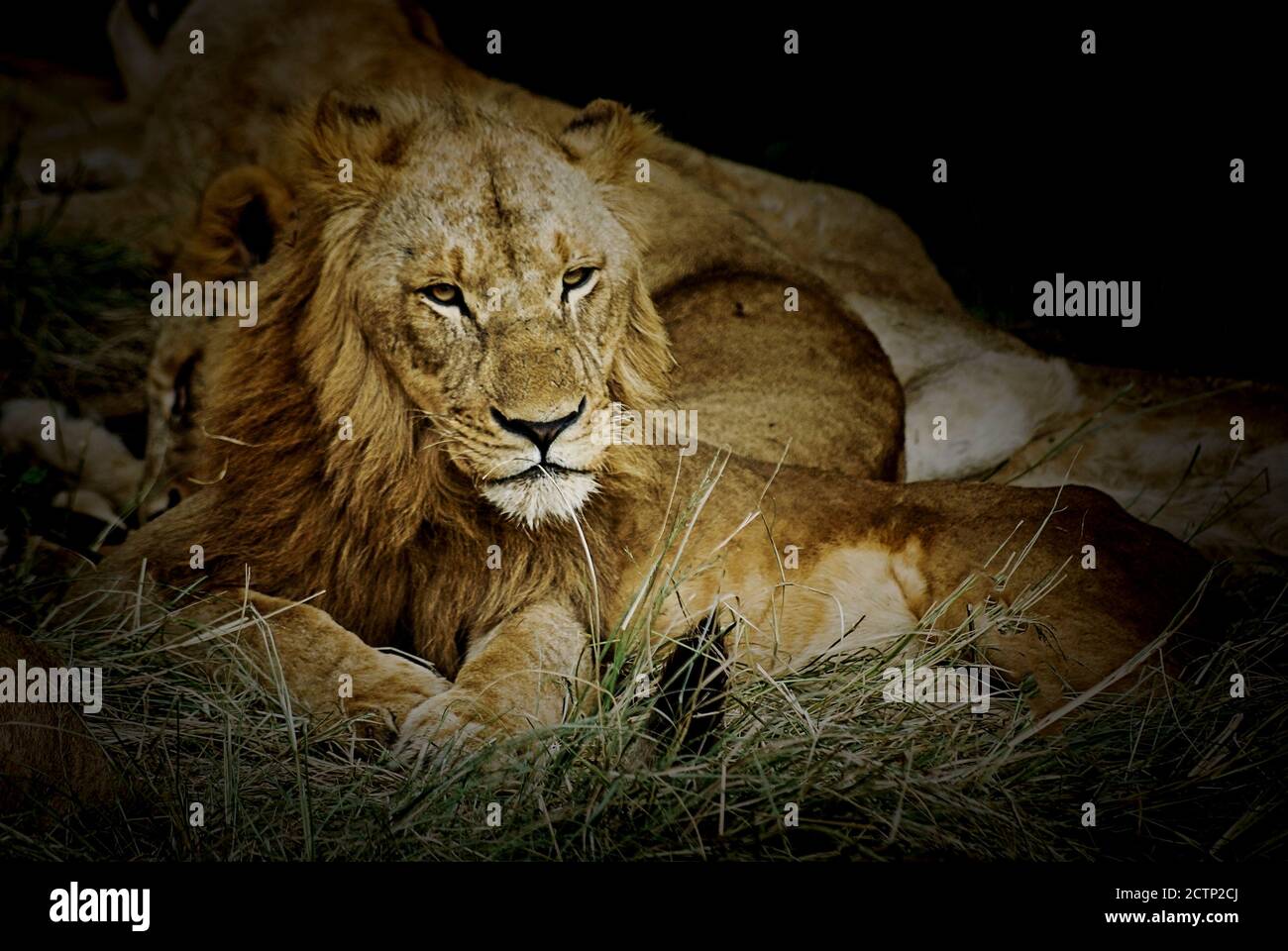 lion in natural enviroment, yawning and bing lazy enjoying the day ...