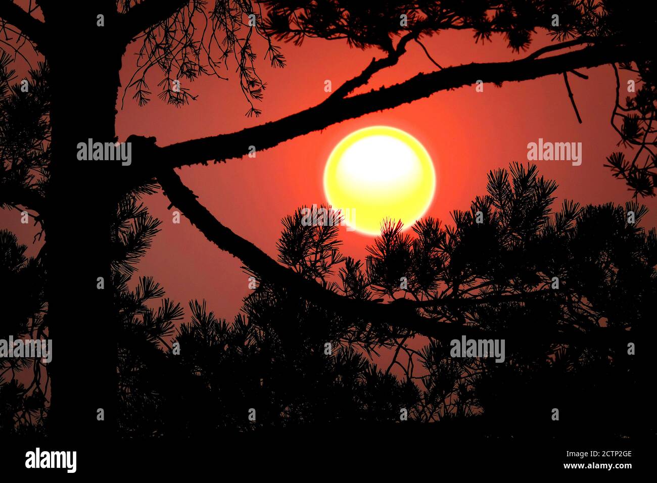 Trees and large sun in orange sky setting Stock Photo - Alamy