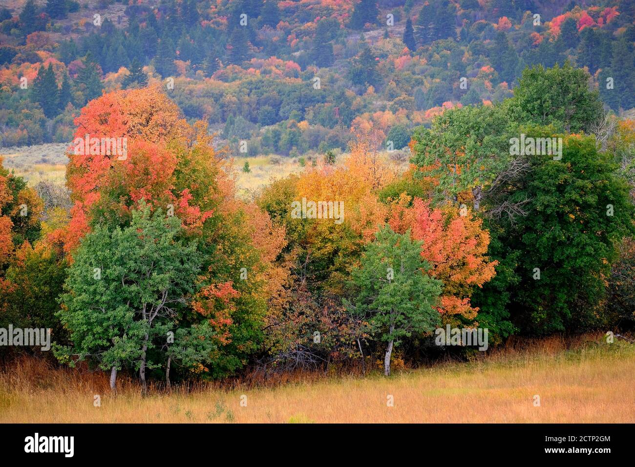 Fall trees in field changing colors with mountains in backgrouind Stock ...