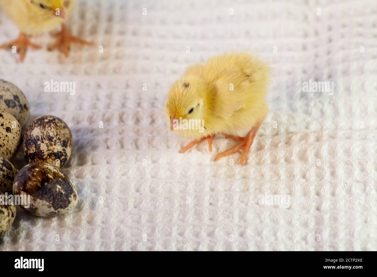 Newborn yellow chicken. Chick hatched from an egg. Chicks together with ...