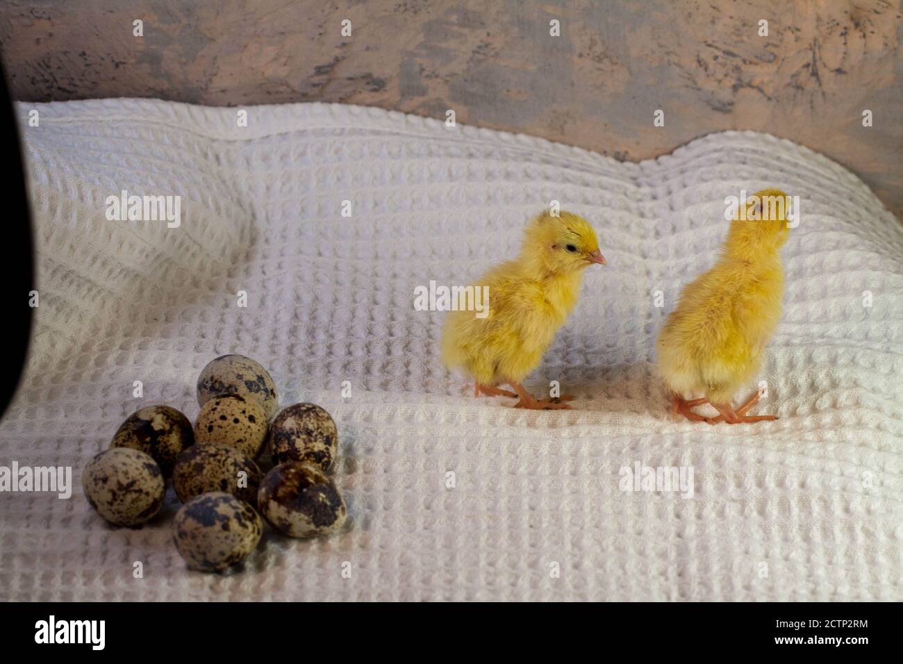 Newborn yellow chicken. Chick hatched from an egg. Chicks together with ...