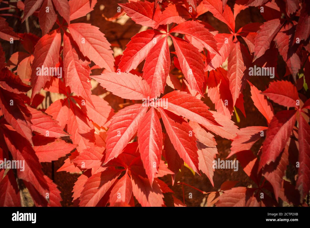 Beautiful red leaves growing on the facade and wall of an old building ...