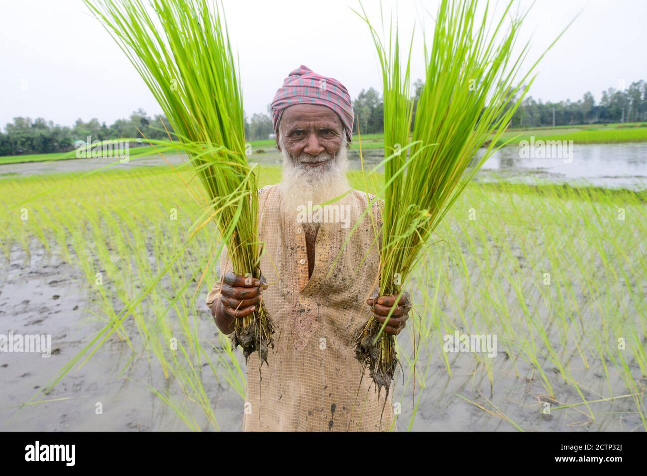 Paddy sapling hi-res stock photography and images - Alamy