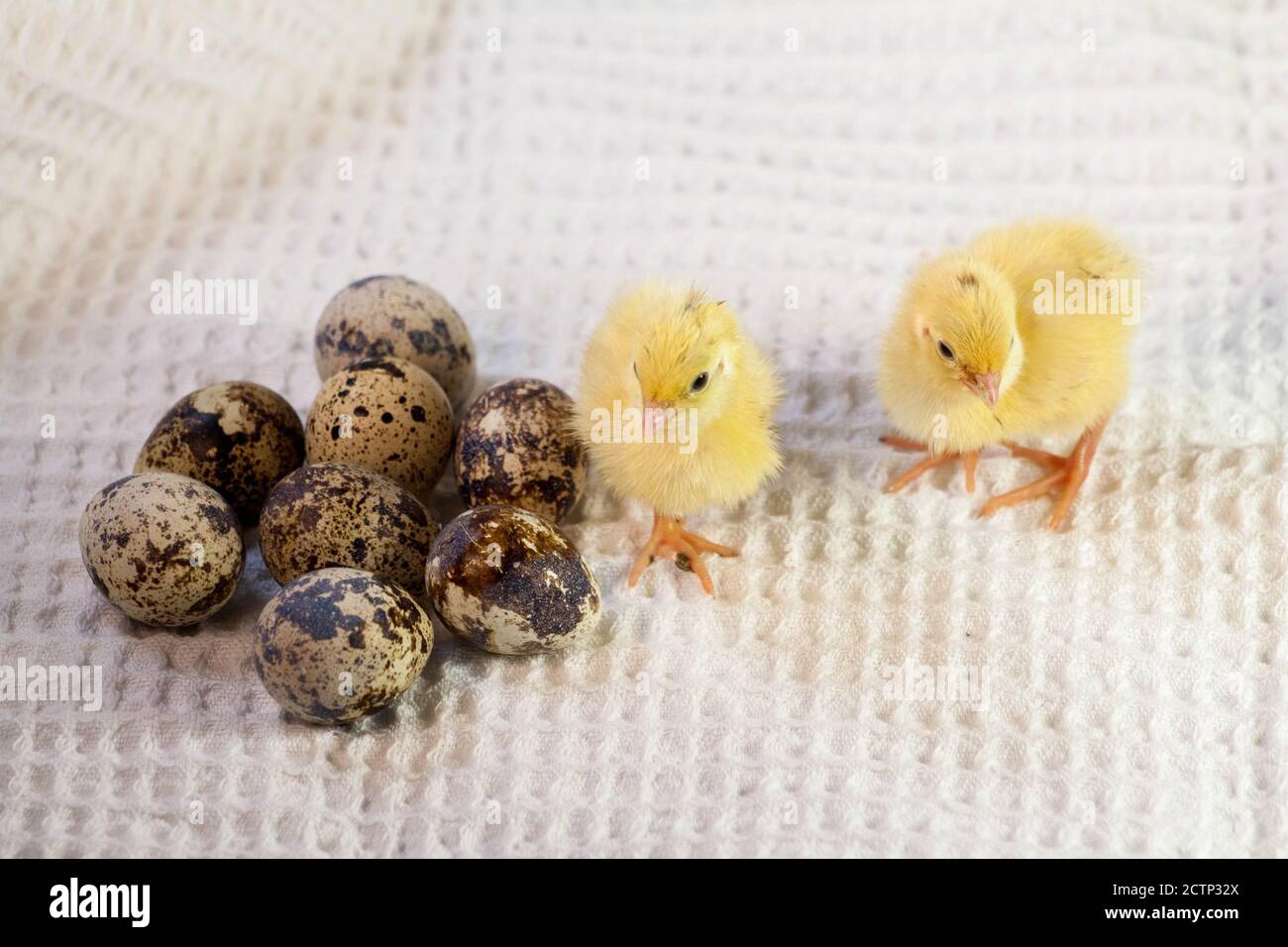 Newborn yellow chicken. Chick hatched from an egg. Chicks together with ...