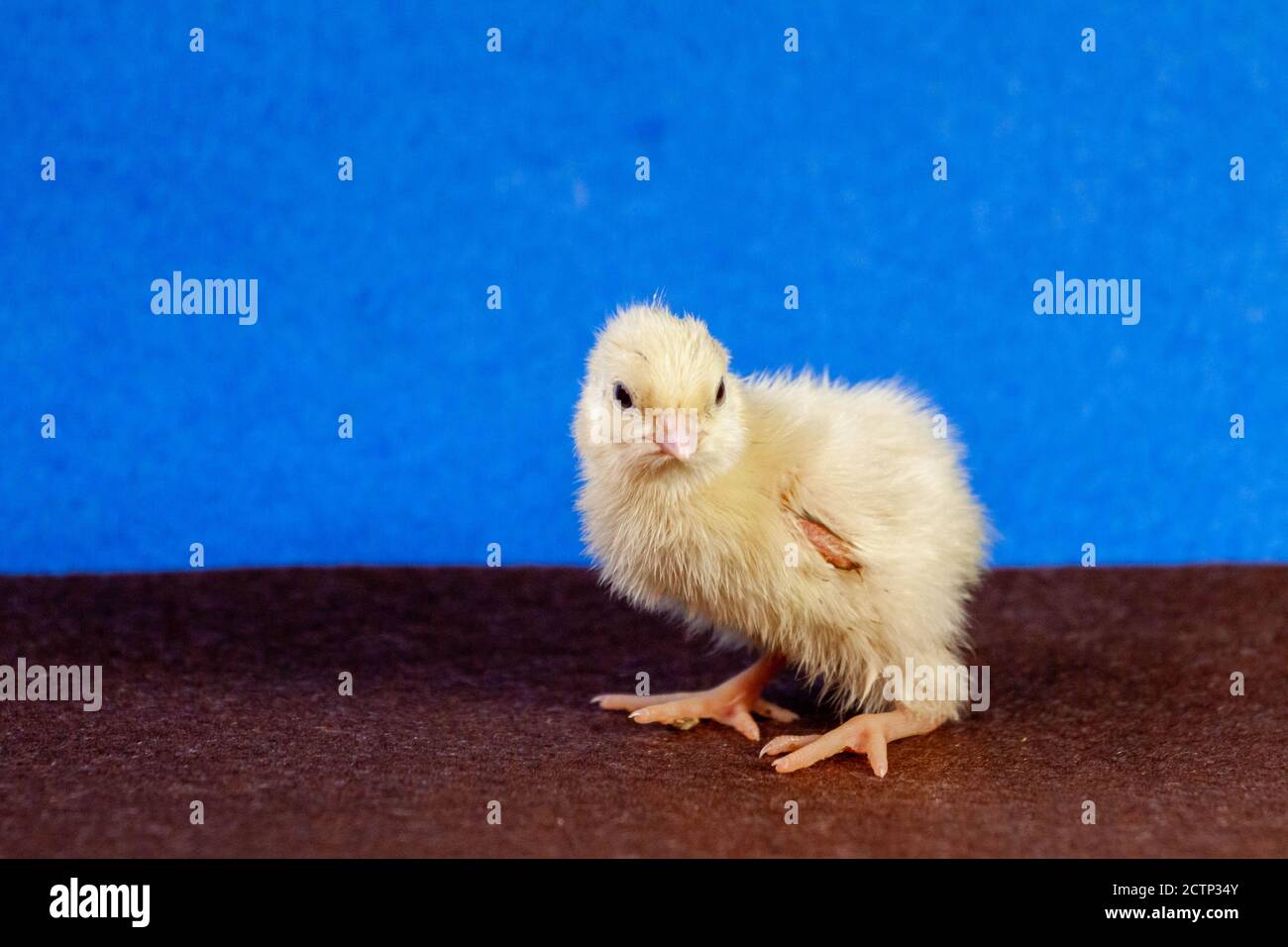 Newborn yellow chicken. Chick hatched from an egg. Chicks together with ...