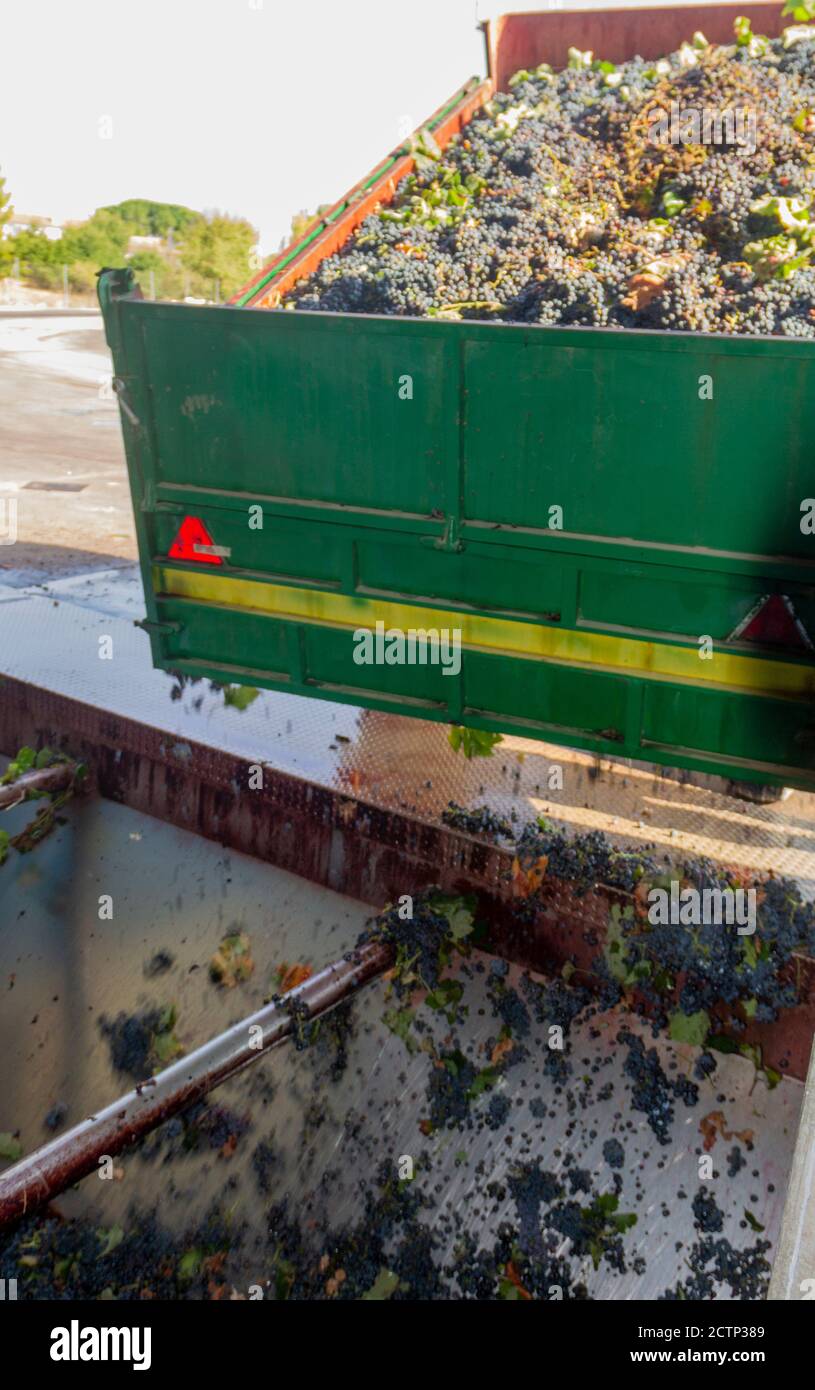 Truck loaded with grapes of the Bobal variety, unloading the harvest ...