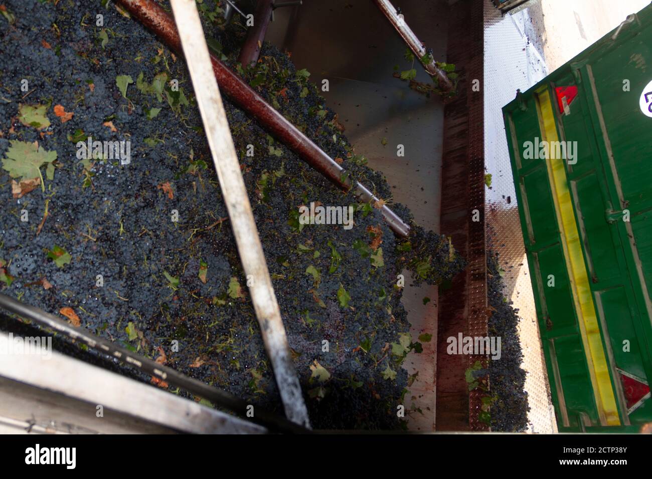 Truck loaded with grapes of the Bobal variety, unloading the harvest ...
