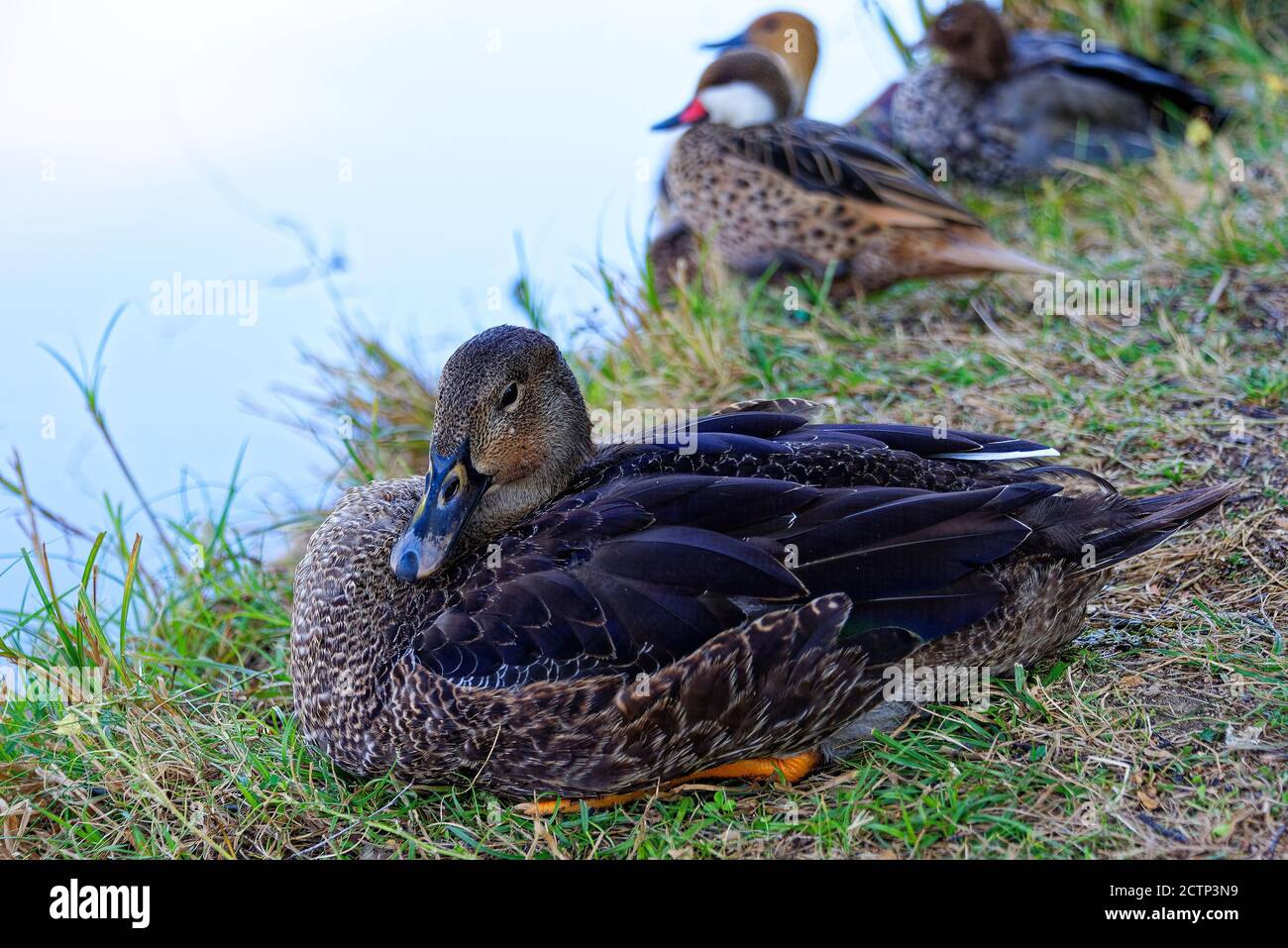 Mottled brown bird hi-res stock photography and images - Alamy