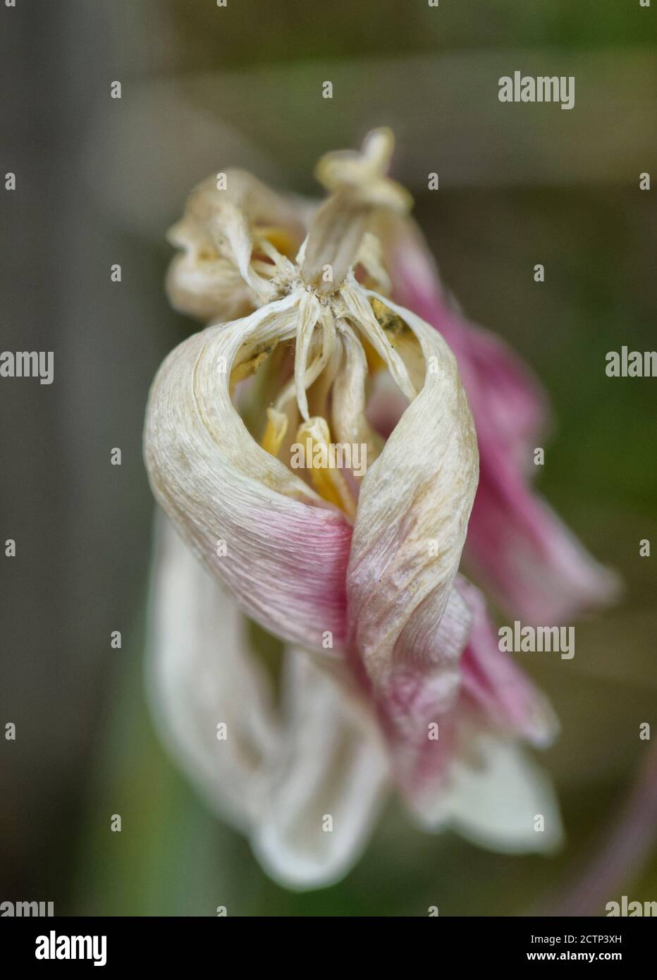 Dead tulip bulbs hi-res stock photography and images - Alamy